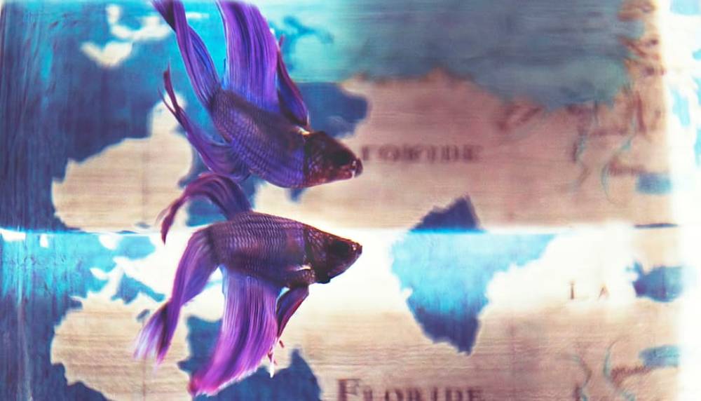 Fish Fighting in Indonesia - Betting On Siamese Fighting Fish