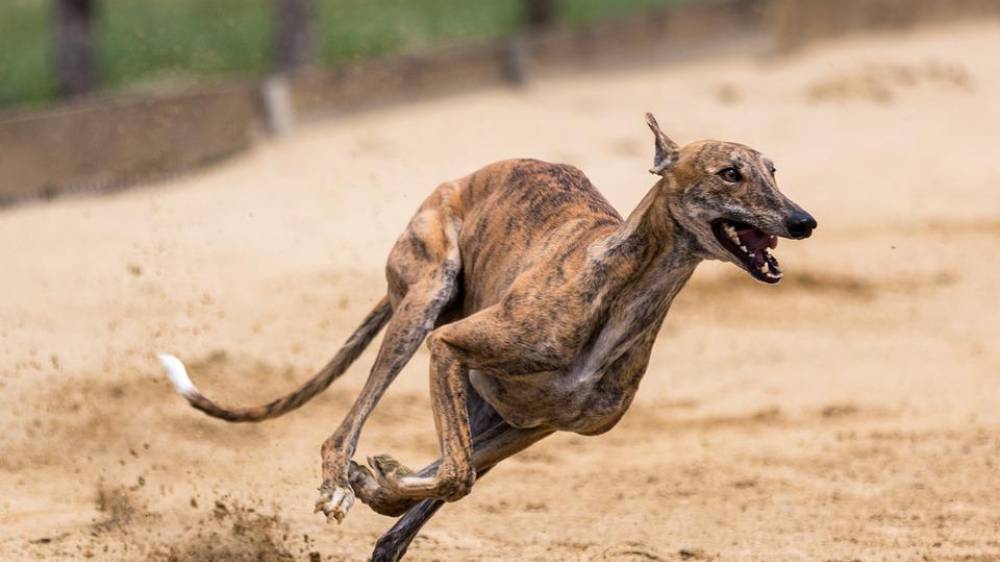 Greyhound Racing - Types Of Bets And Betting Strategies